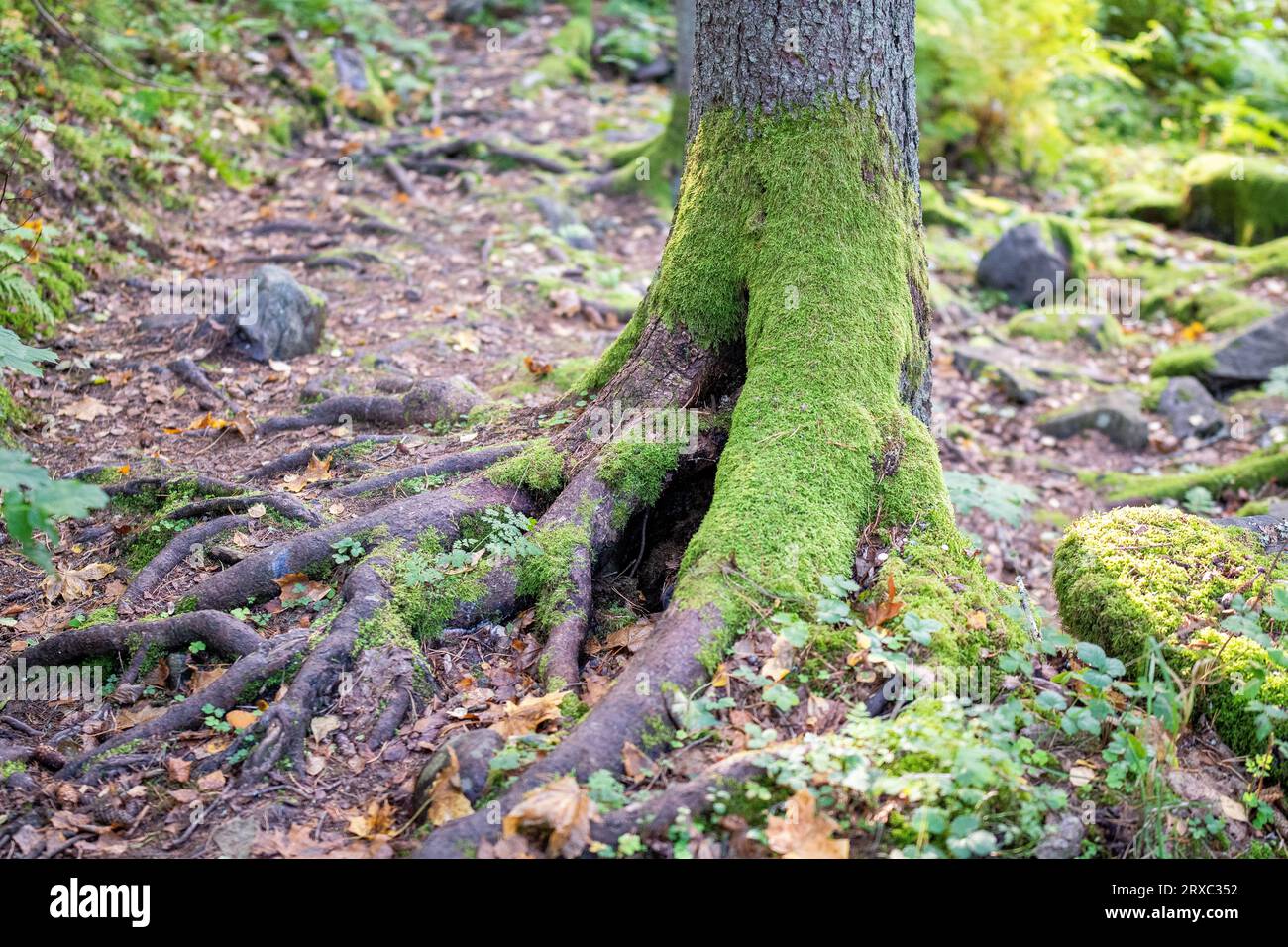 Moss covered spruce forest hi-res stock photography and images - Alamy