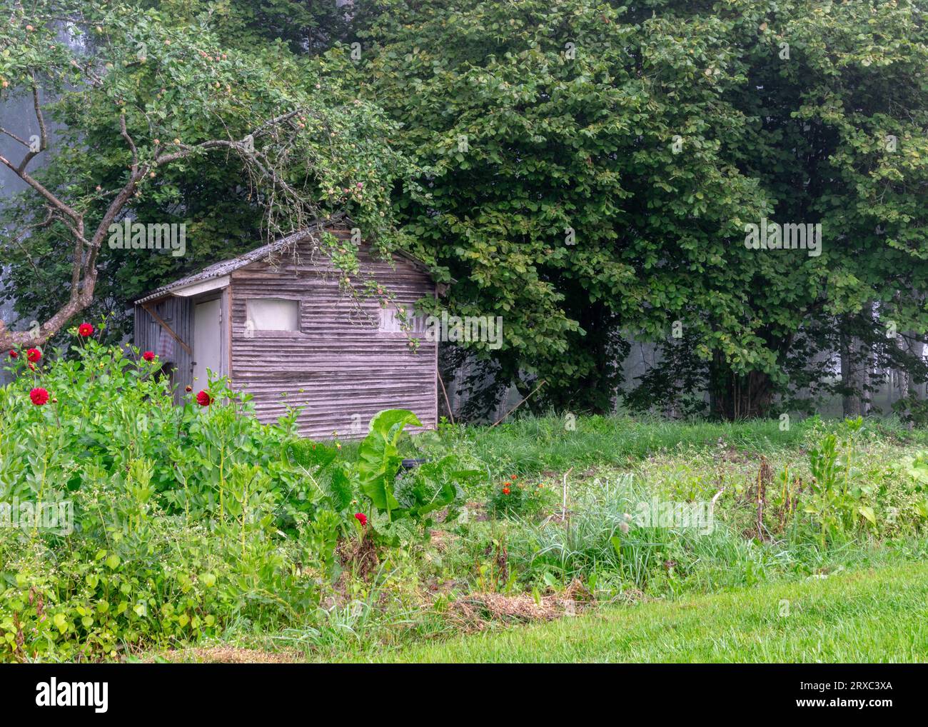 fog landscape, simple wooden garden house, beautiful flowering garden ...