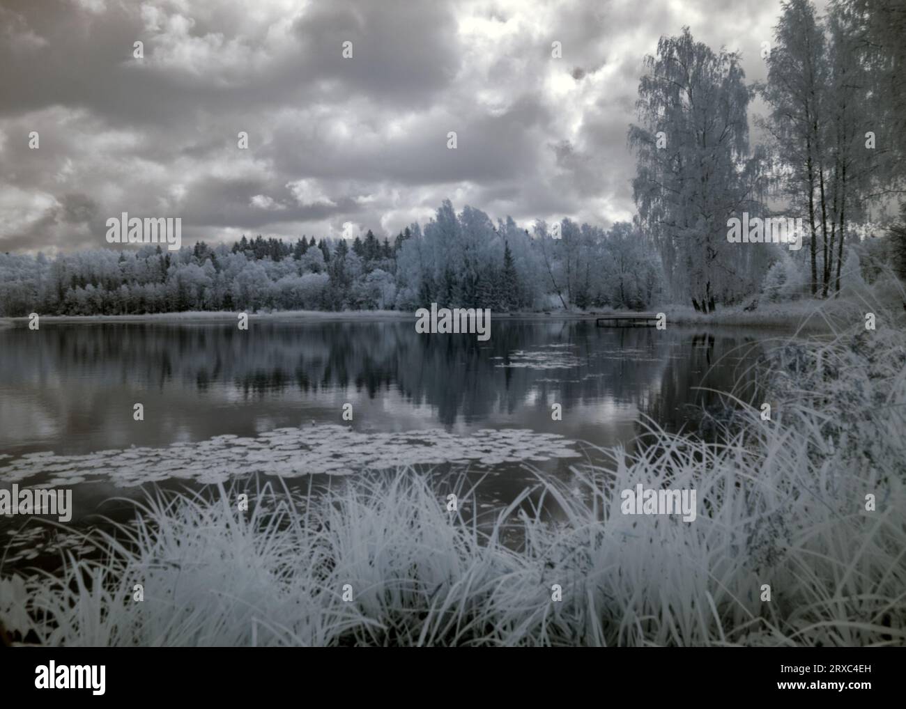 abstract landscape photographed with infrared filter, trees look like ...