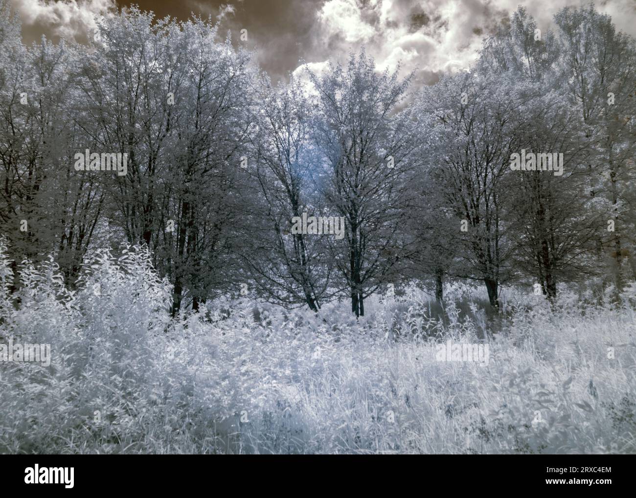 abstract landscape photographed with infrared filter, trees look like ...