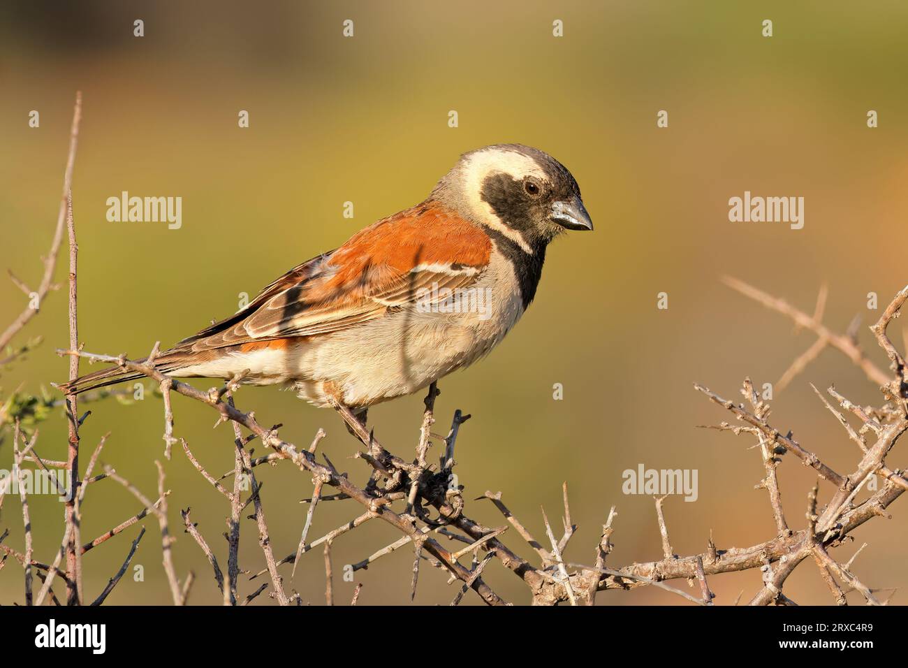 Male Cape sparrow (Passer melanurus) perched on a branch, South Africa ...