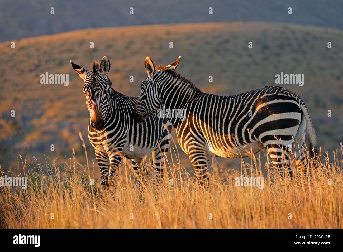 Cape mountain zebras (Equus zebra) in grassland at sunrise, Mountain ...