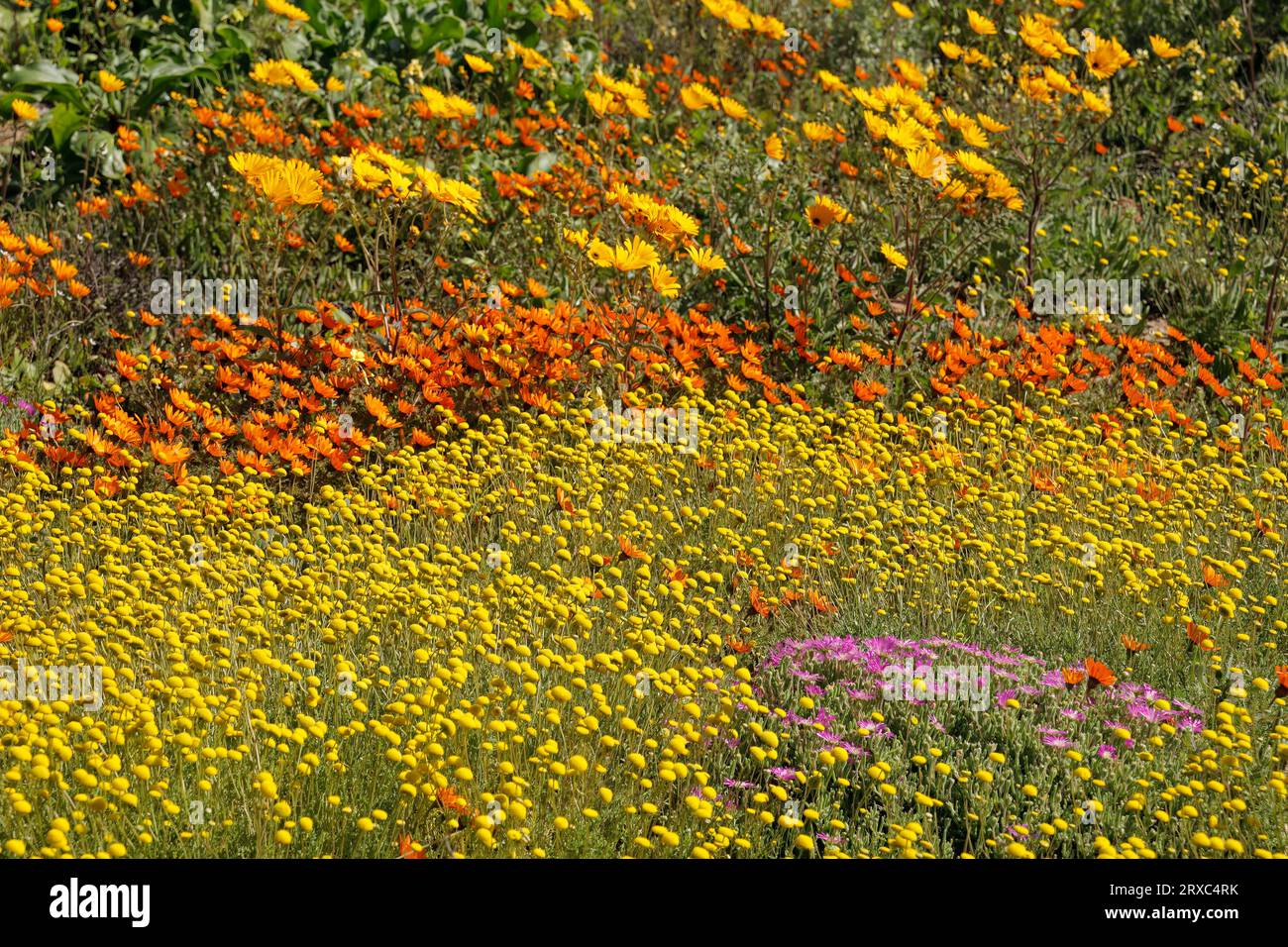 Colorful spring blooming wildflowers, Namaqualand, Northern Cape, South ...