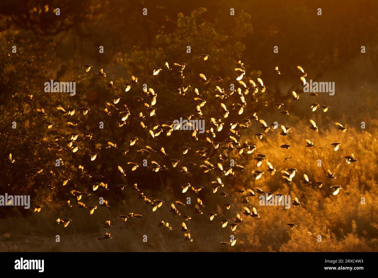 Flock of red-billed queleas (Quelea quelea) flying at sunset, Etosha ...