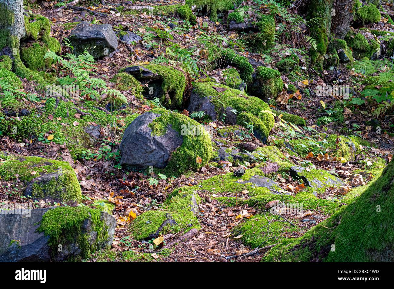 Moss-covered spruce trees and stones Stock Photo - Alamy