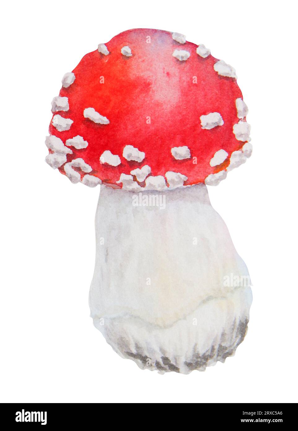 Red fly agaric. Watercolor hand drawn illustration. Realistic botanical ...