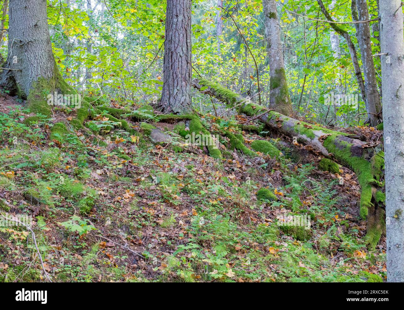 Grove in the fall Stock Photo - Alamy