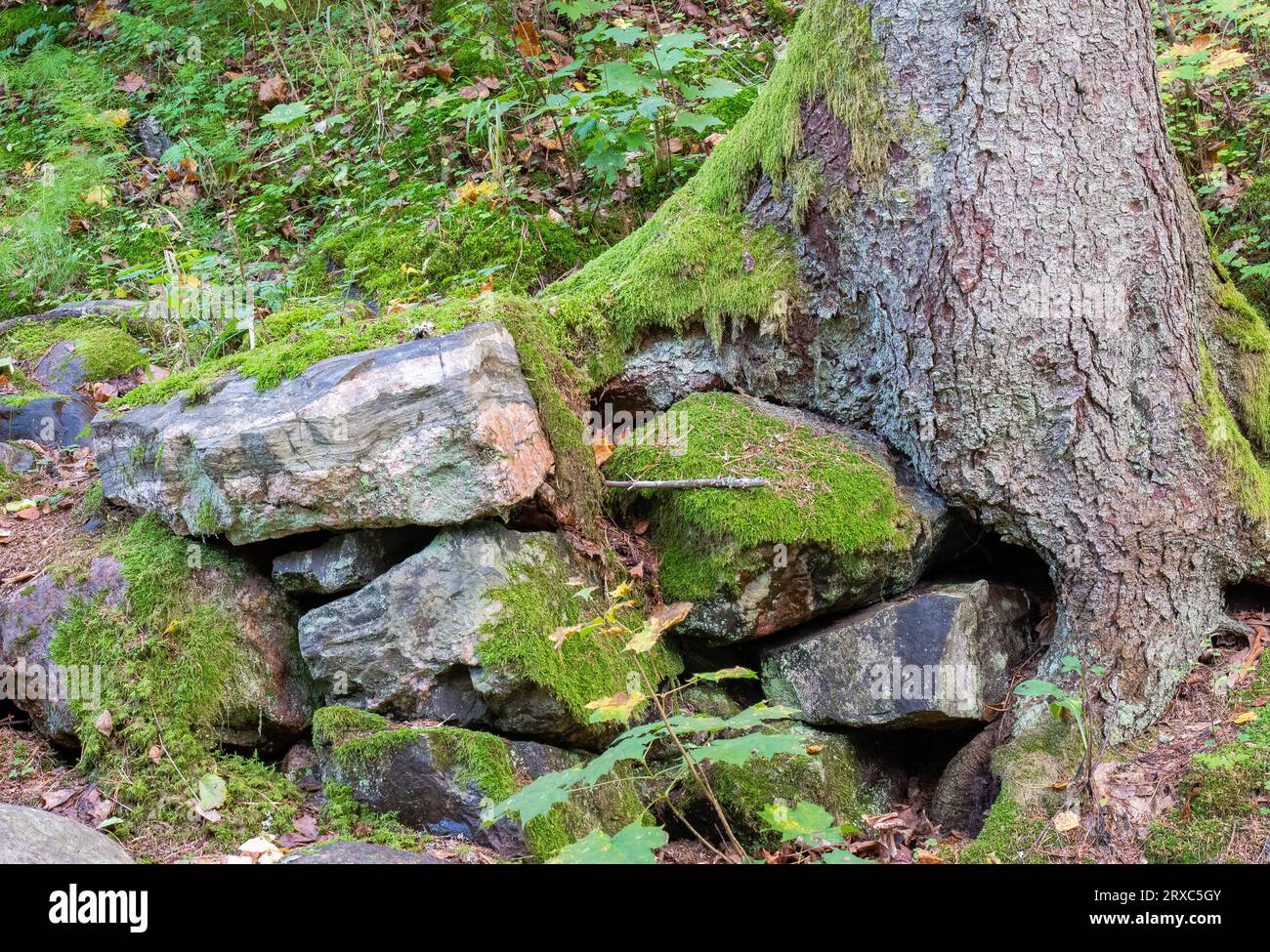 Moss covered spruce forest hi-res stock photography and images - Alamy