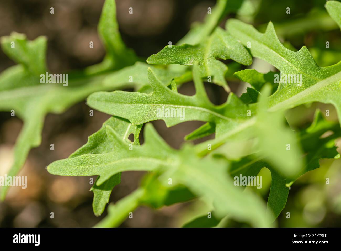Green Rocket Leaves In Our Vegetable Garden Stock Photo - Alamy