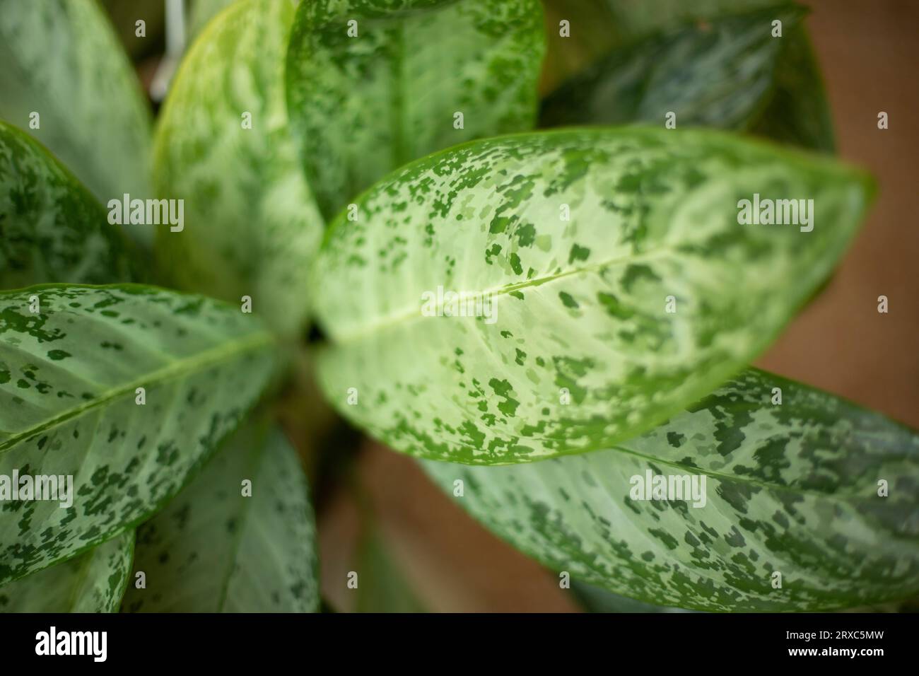 Green leaves. Houseplant. Large leaves with veins. Greenery in interior ...