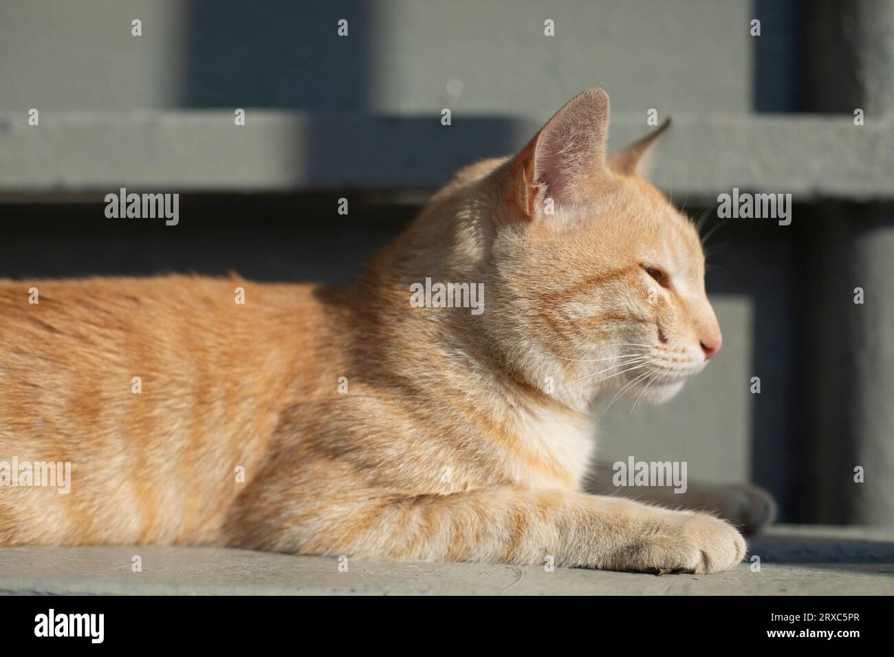 Red cat on street. Pet with red hair. Cat in sunlight. Animal is ...