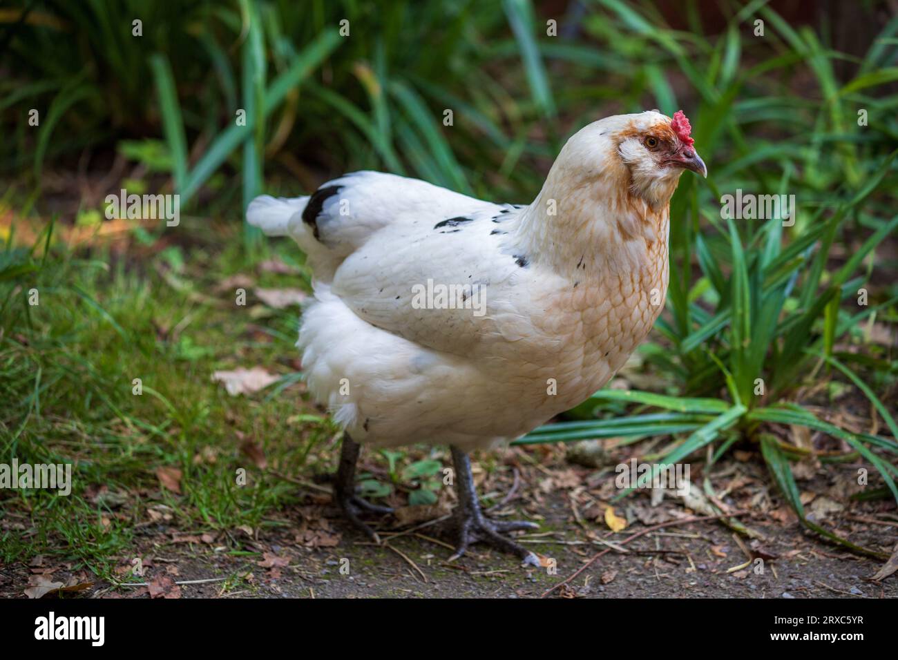 Full body of white-beige adult hen on the farm. Chickens in the ...