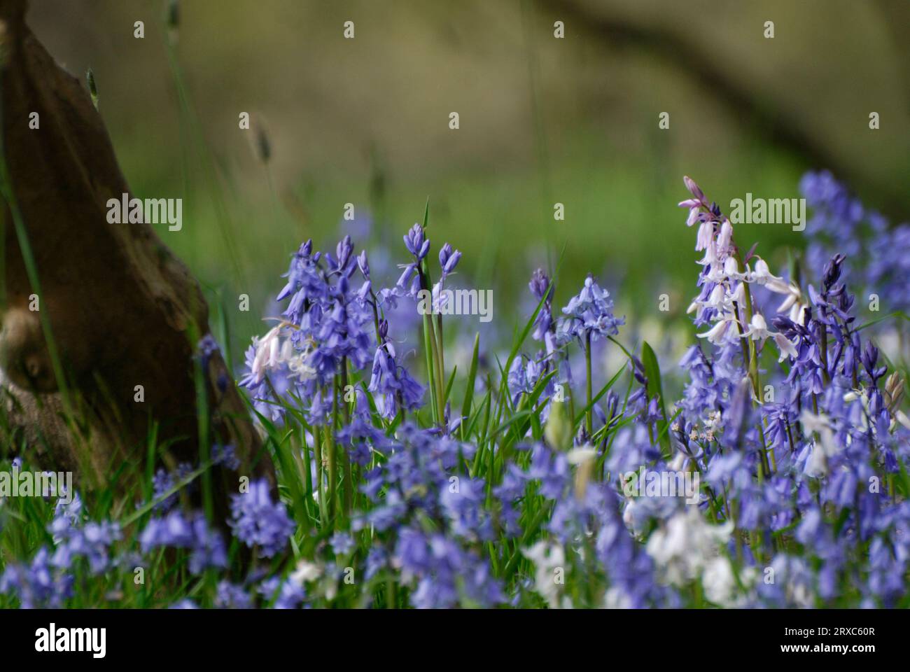 Norfolk bluebells hi-res stock photography and images - Alamy