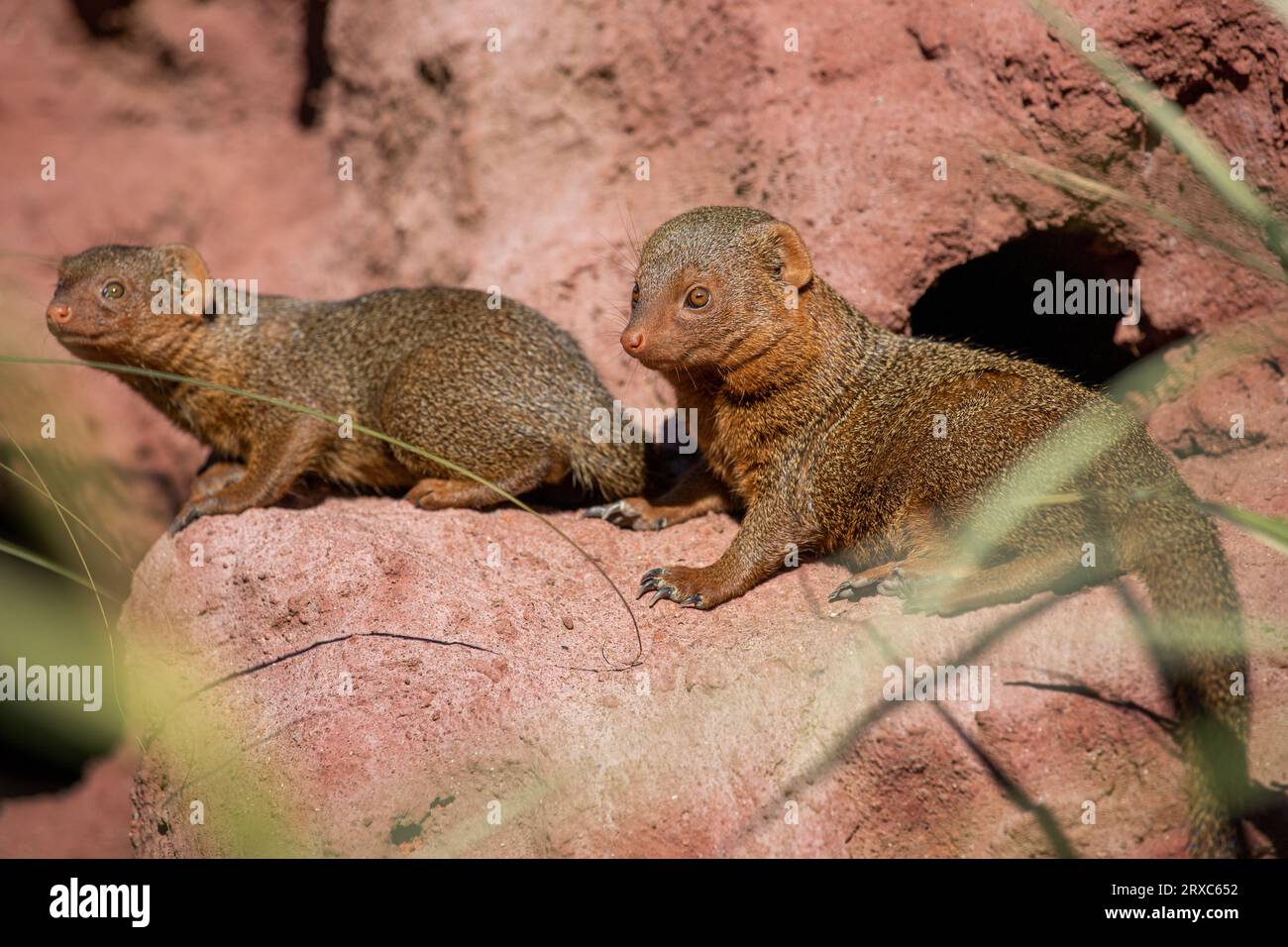 Full body of yellowish red common dwarf mongoose. Wildlife of mammal ...
