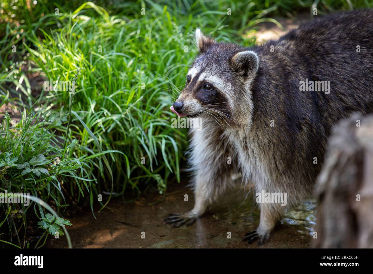 Portrait of common raccoon testing the river water. Photography of ...