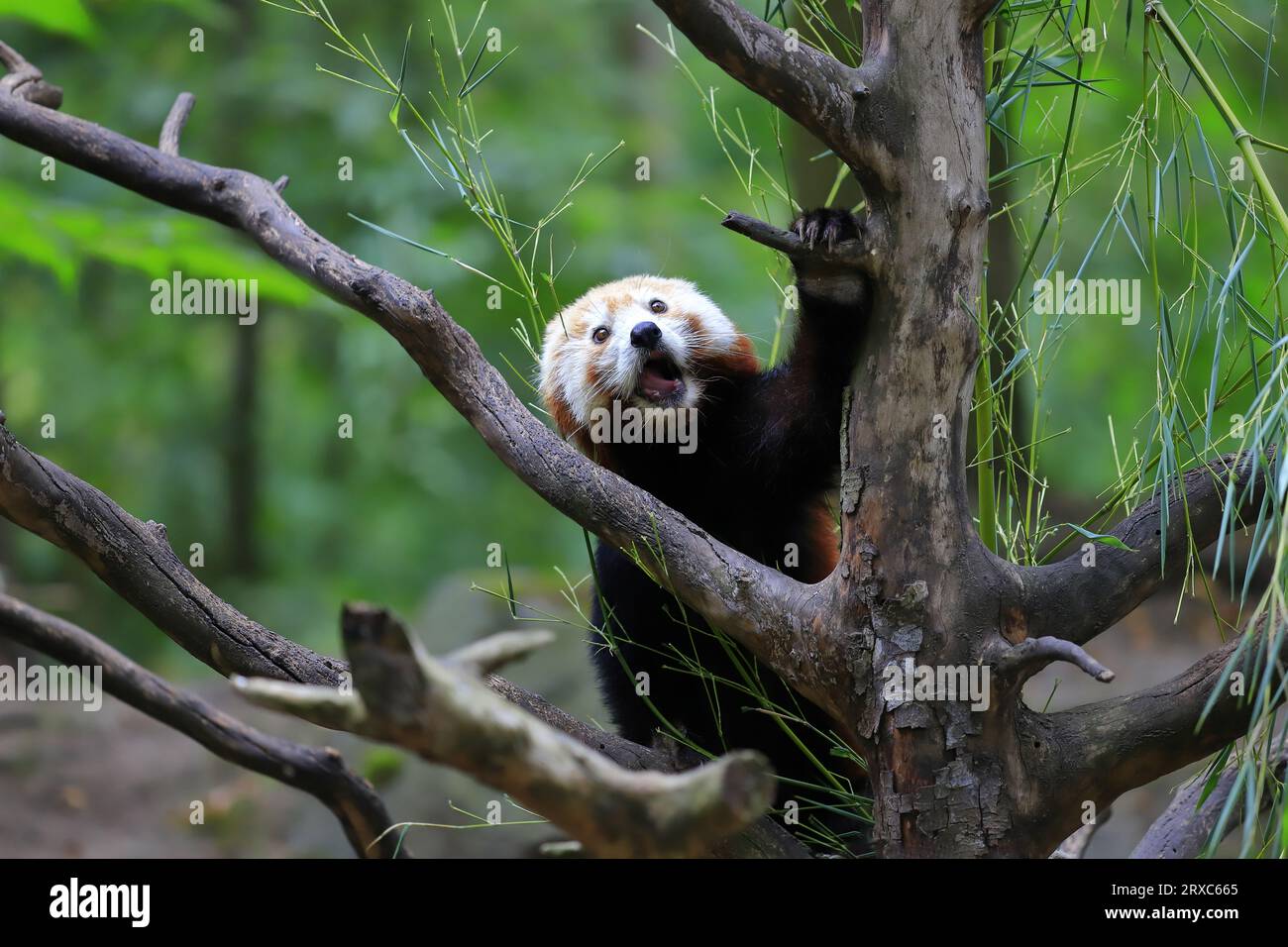 Panda inspired hi-res stock photography and images - Alamy