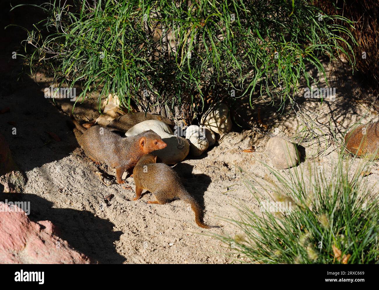 Mongoose body hi-res stock photography and images - Alamy