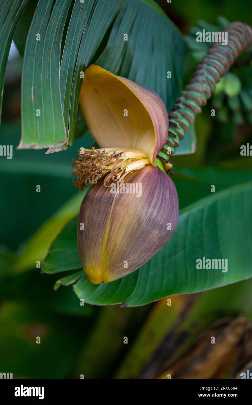 Fruit of Musa basjoo known variously as Japanese fibre banana ...