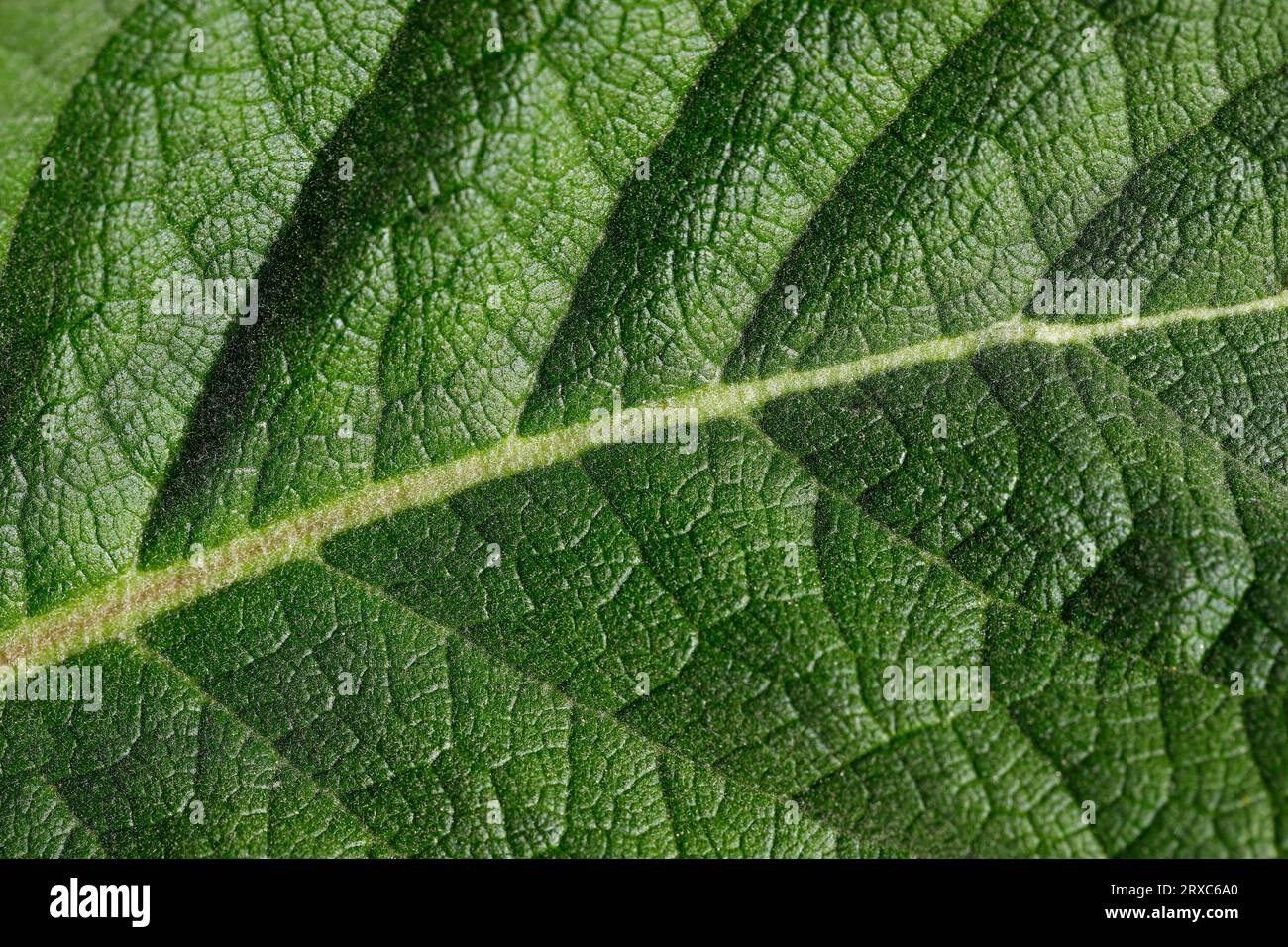 Big green leaf hi-res stock photography and images - Alamy