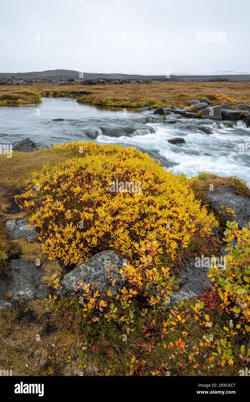 Grafarlandsfoss falls amidst colorful autumn vegetation and black lava ...