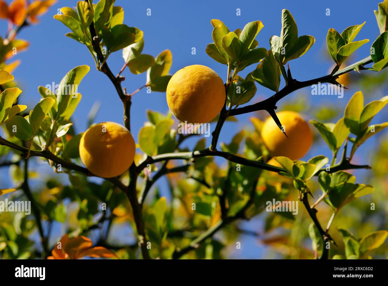 View of bitter oranges tree branch on the blue sky background ...