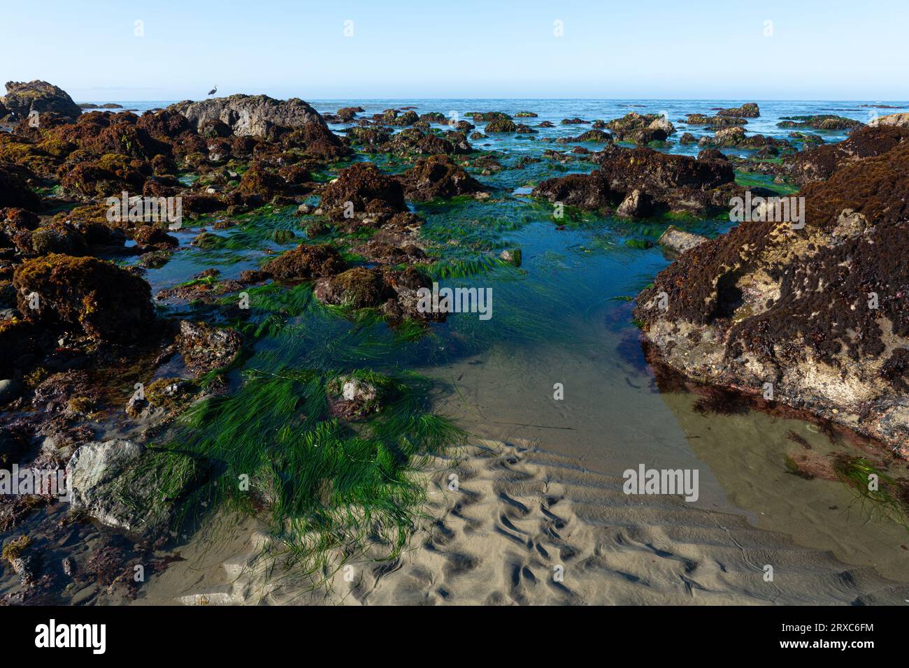 Estero bluffs state park hi-res stock photography and images - Alamy