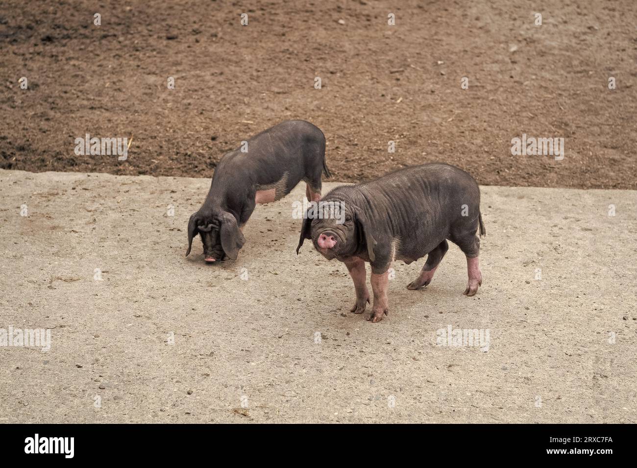 Black domestic Meishan pigs swines at swinery Stock Photo - Alamy