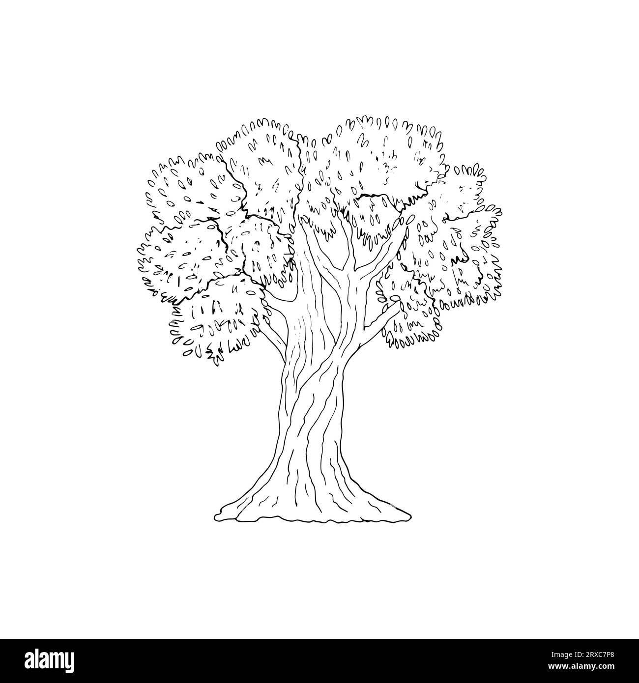 Hand-drawn olive tree, isolated on a white background, vector ...