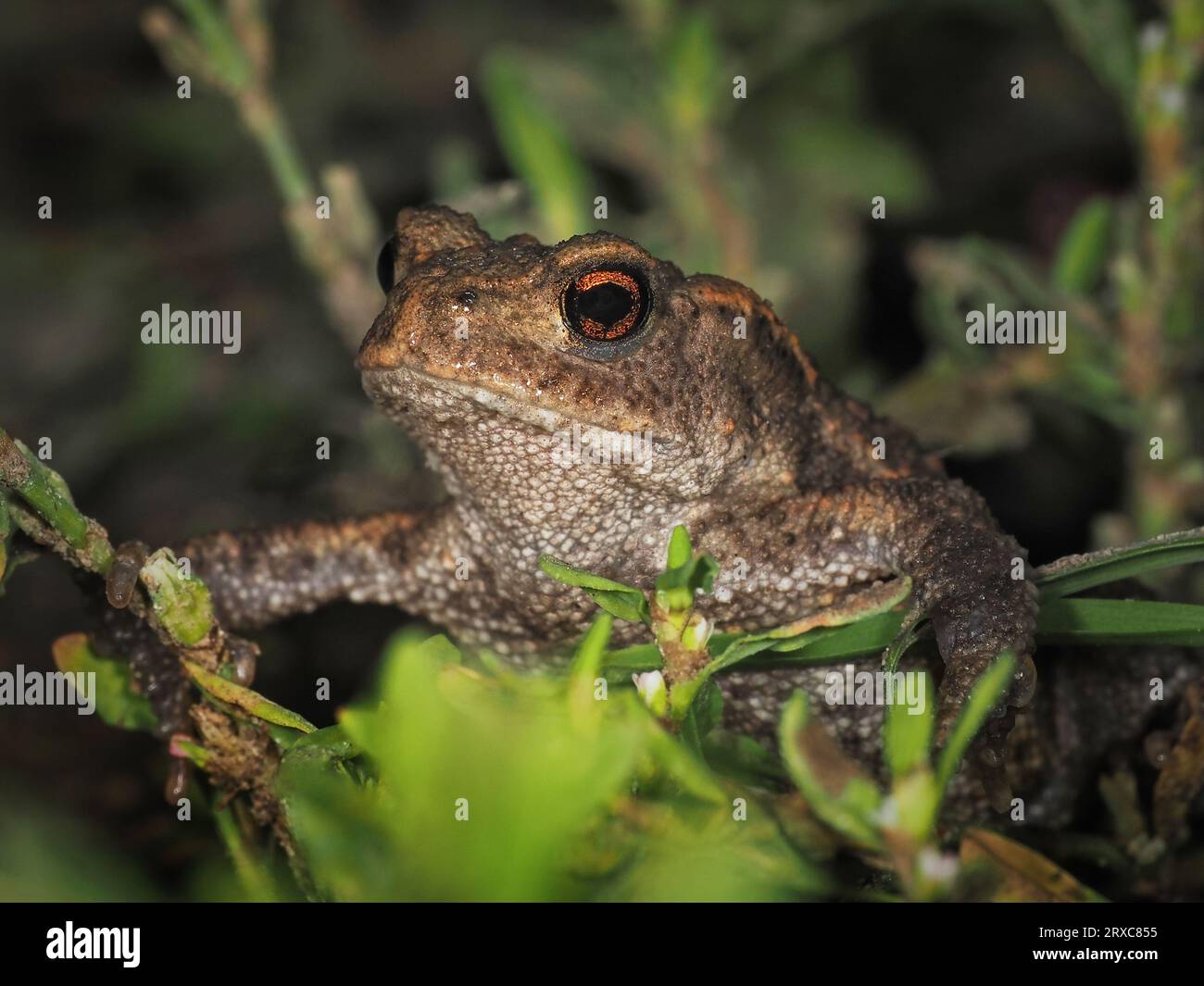 European toad (Bufo bufo) in its natural environment Stock Photo - Alamy