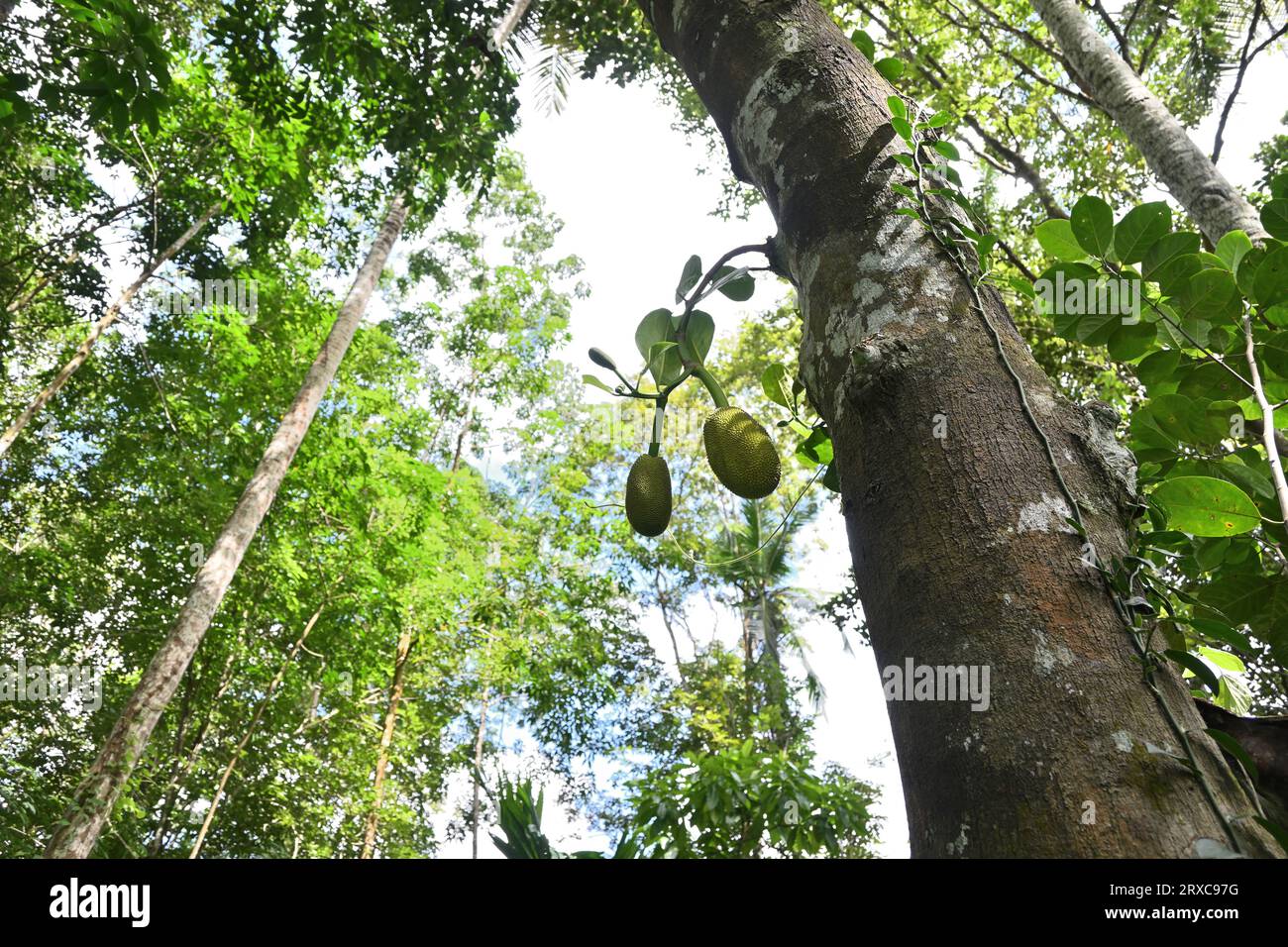 Low angle view of a Jack tree trunk with the hanging young jack fruits ...