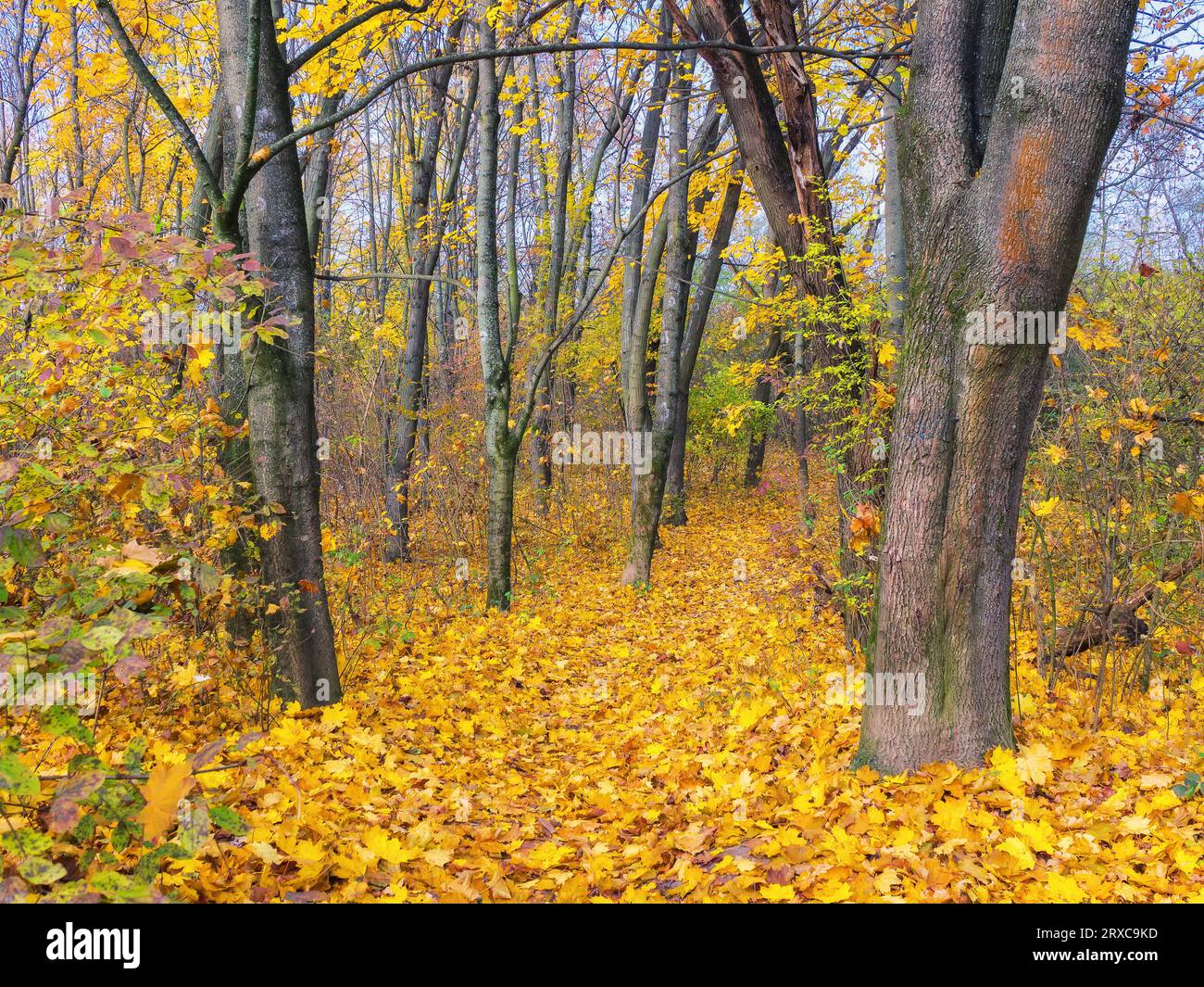 Season yellow hi-res stock photography and images - Alamy