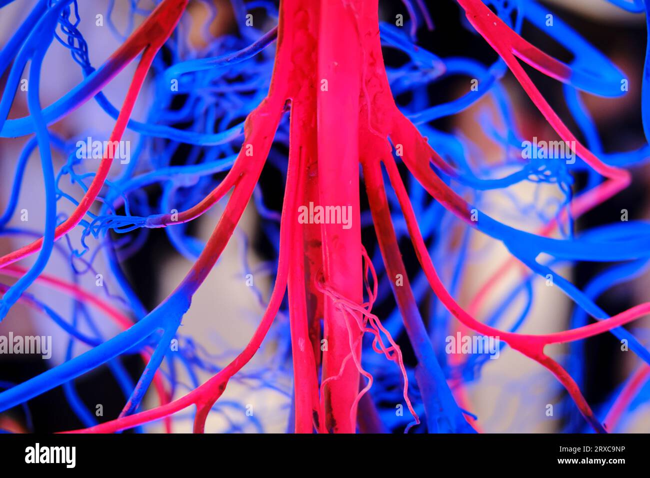 Human heart and circulatory system, showing nervous system and blood ...