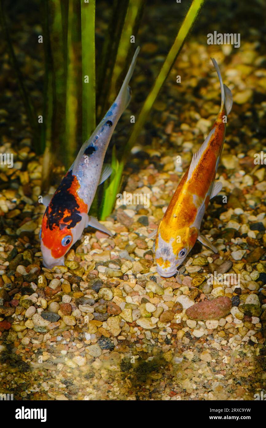 Spotted koi fish hi-res stock photography and images - Alamy