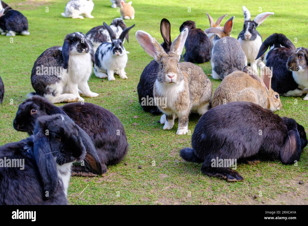 Many young baby rabbits. The young rabbits have gone out to pasture. A ...