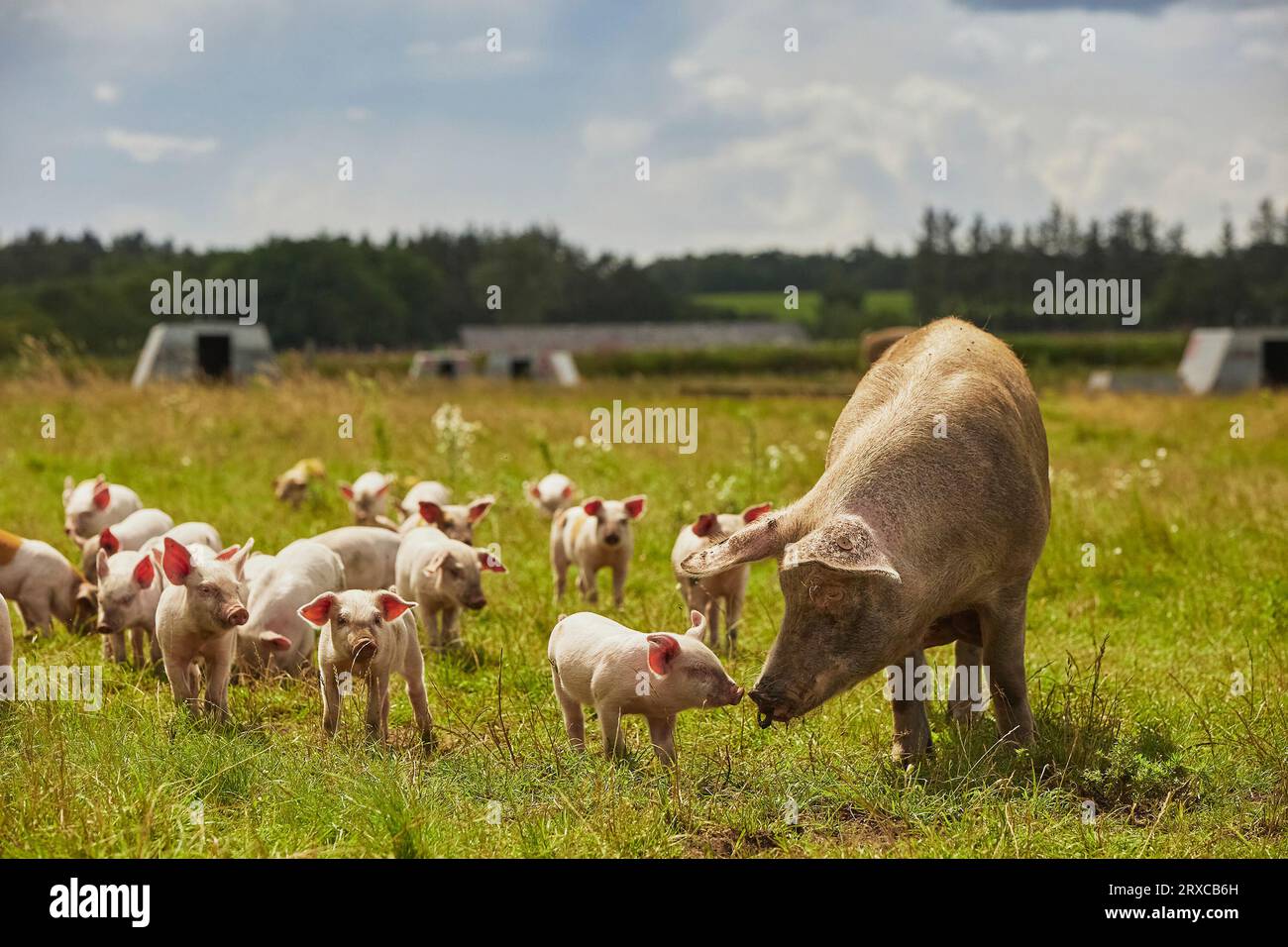 Pig farm denmark hi-res stock photography and images - Alamy