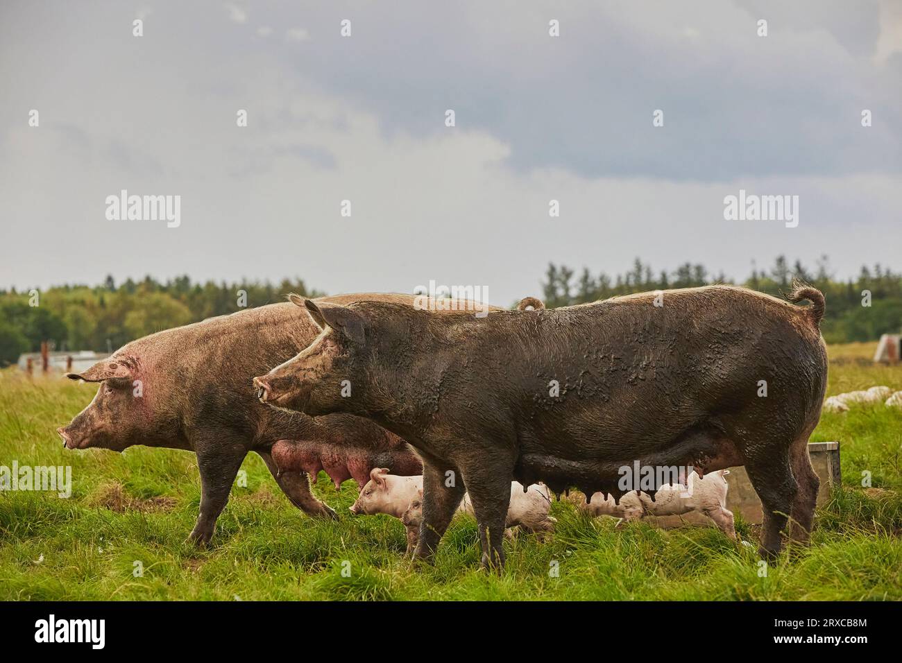 Eco village denmark hi-res stock photography and images - Alamy