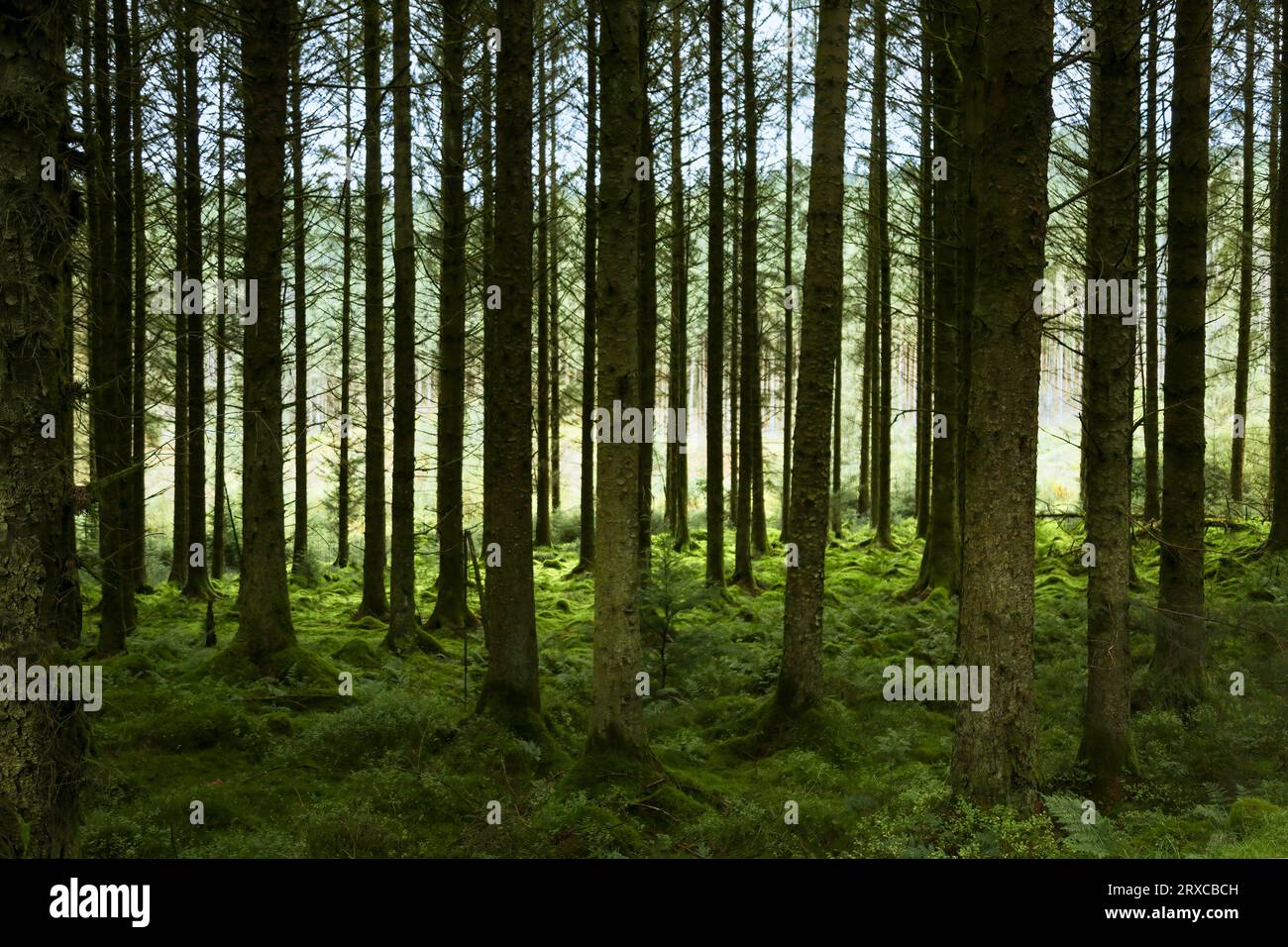A forestry plantation at Llyn Brianne, a man-made reservoir and dam in ...