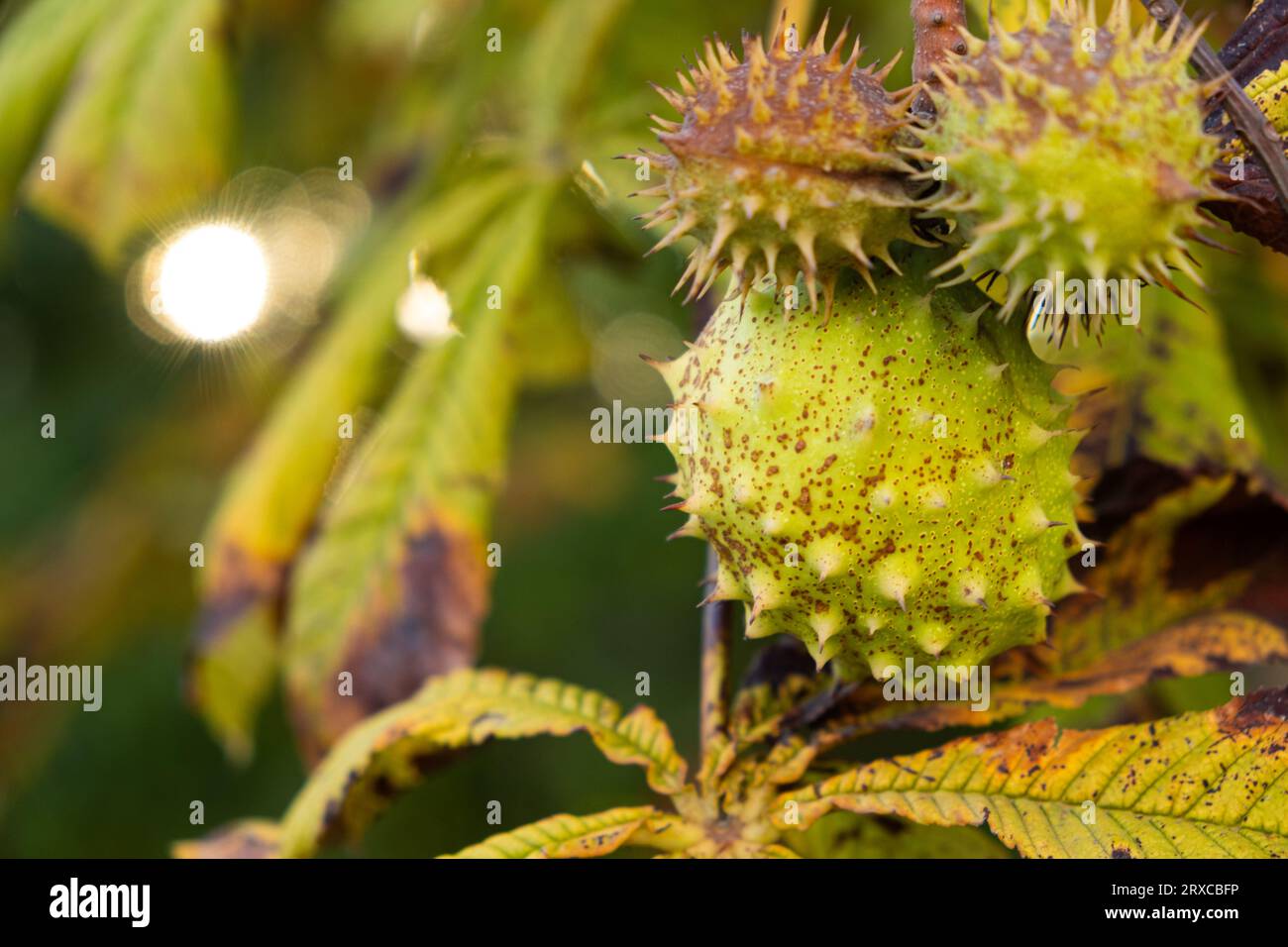 Chestnuts on a horse chestnut tree close-up. Black spots on dry leaves ...