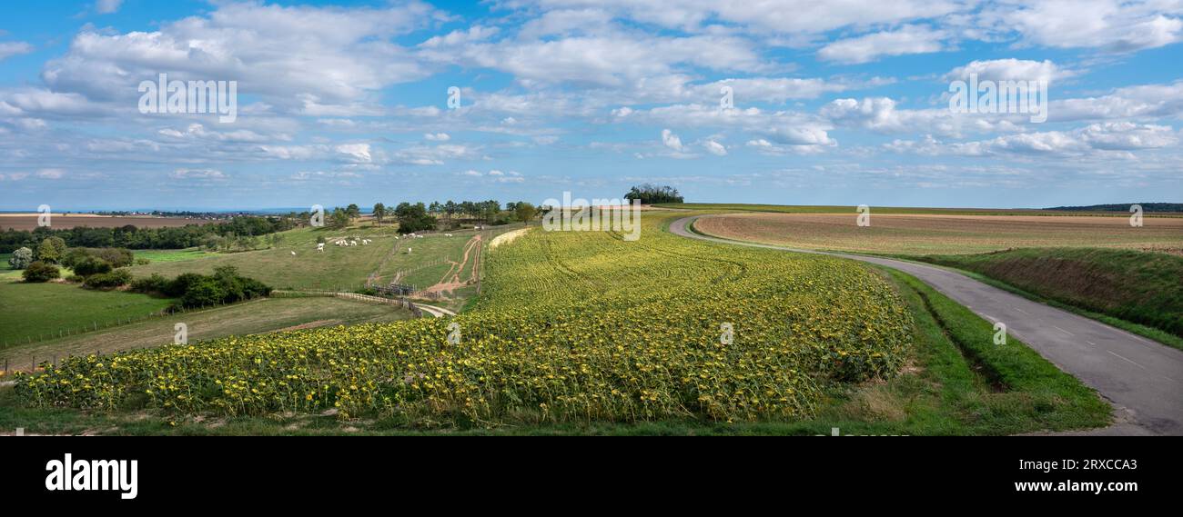rural landscape near dijon in saone valley with white cows and ...