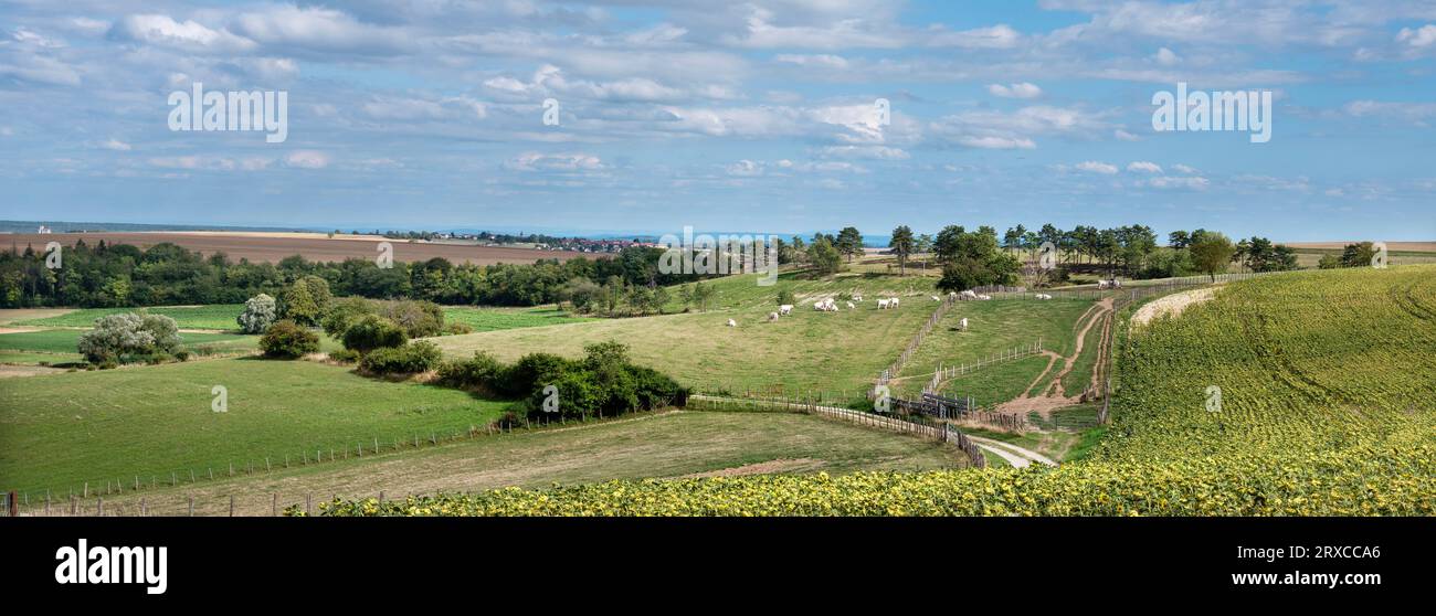 rural landscape near dijon in saone valley with white cows and ...