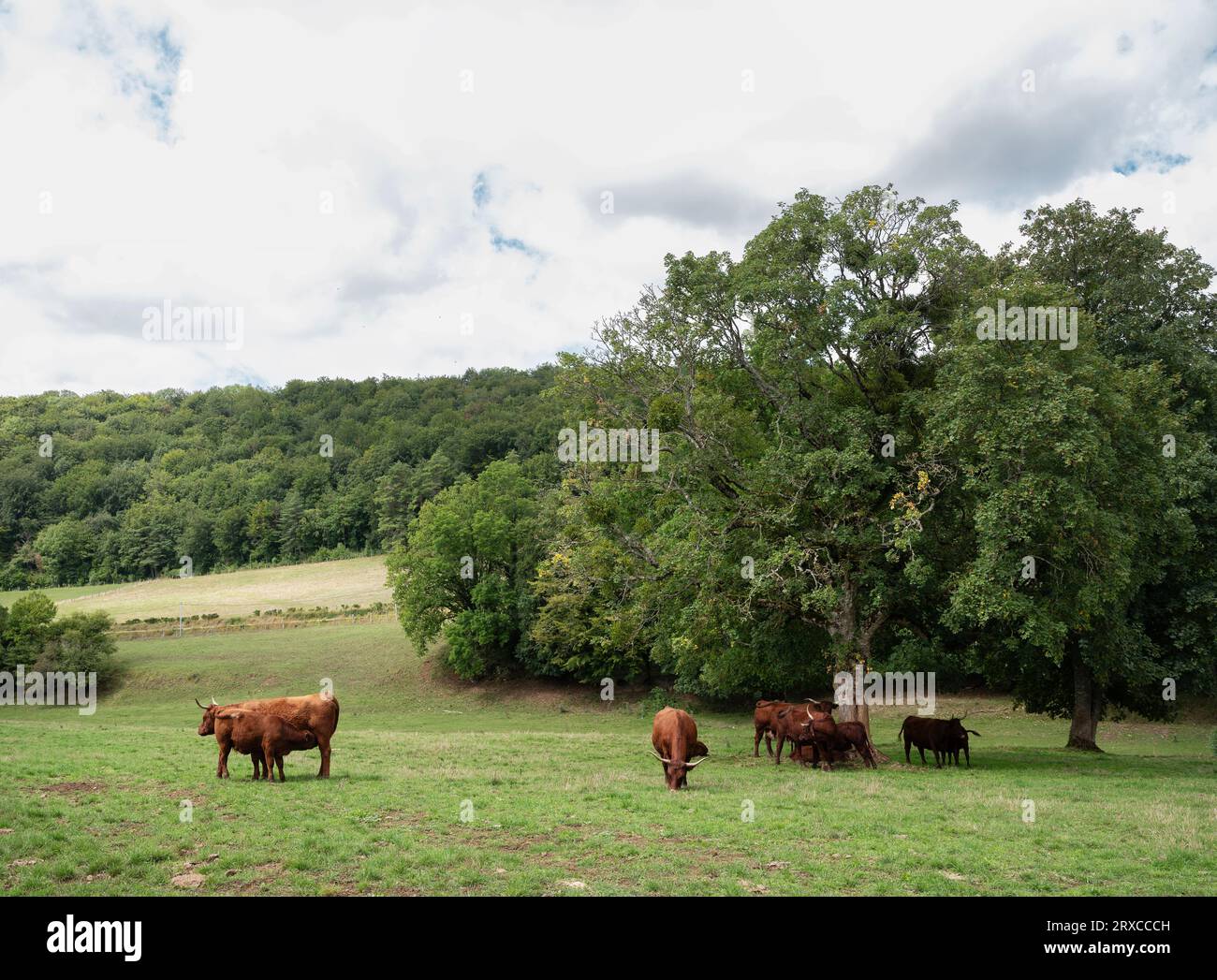 „parc national de forets“ hi-res stock photography and images - Alamy