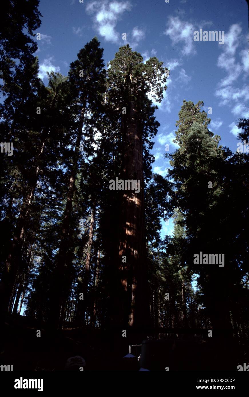 The Mariposa Grove of Giant Sequoia Trees, near Yosemite’s South ...