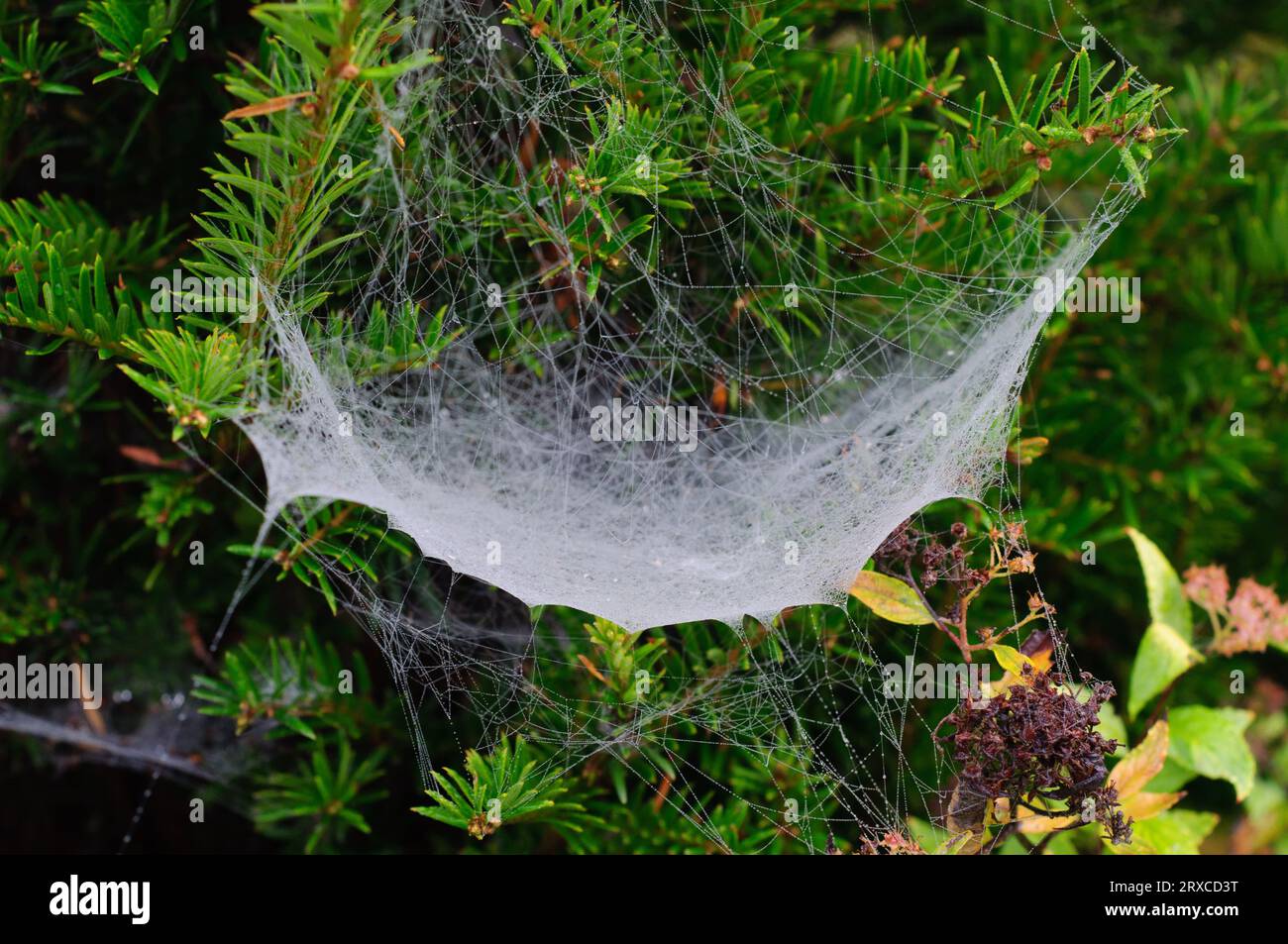 Fir tree and spiders web hi-res stock photography and images - Alamy