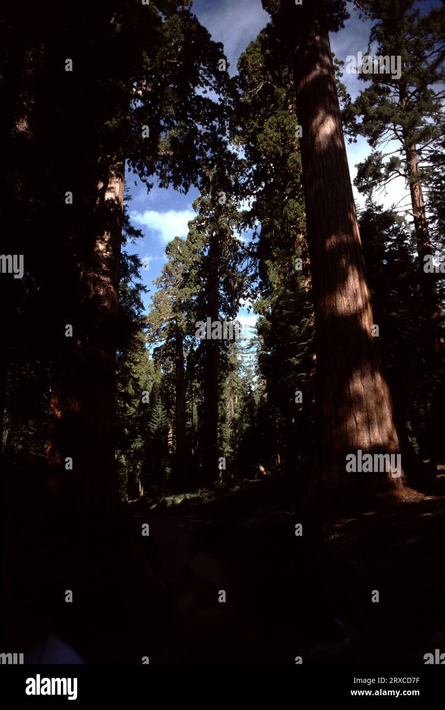 The Mariposa Grove of Giant Sequoia Trees, near Yosemite’s South ...