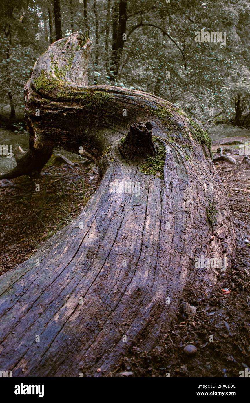 Haldf-buried fallen tree trunk in Lakeland woodland Stock Photo - Alamy