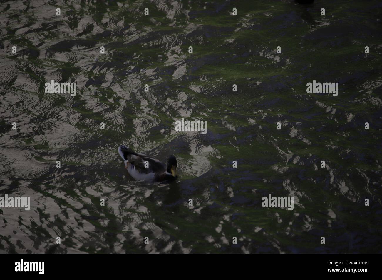 Monza italia hi-res stock photography and images - Alamy