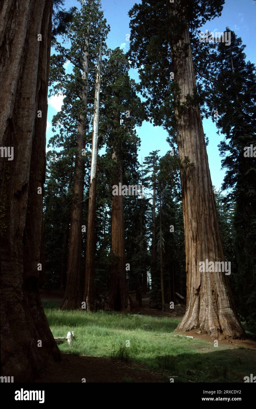 The Mariposa Grove of Giant Sequoia Trees, near Yosemite’s South ...