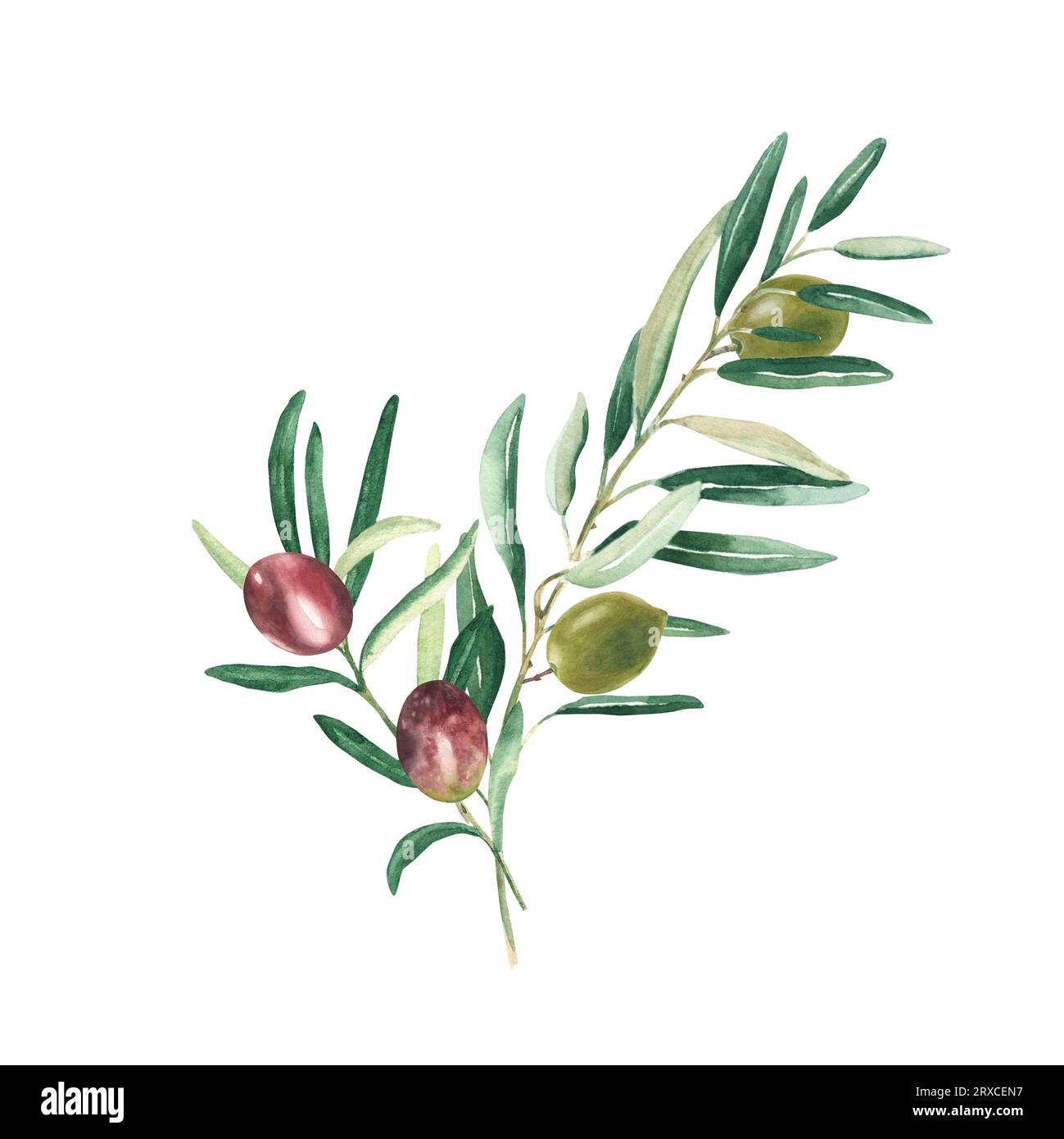 Olive branches bouquet with green and red olives isolated on white background. Watercolor hand ...
