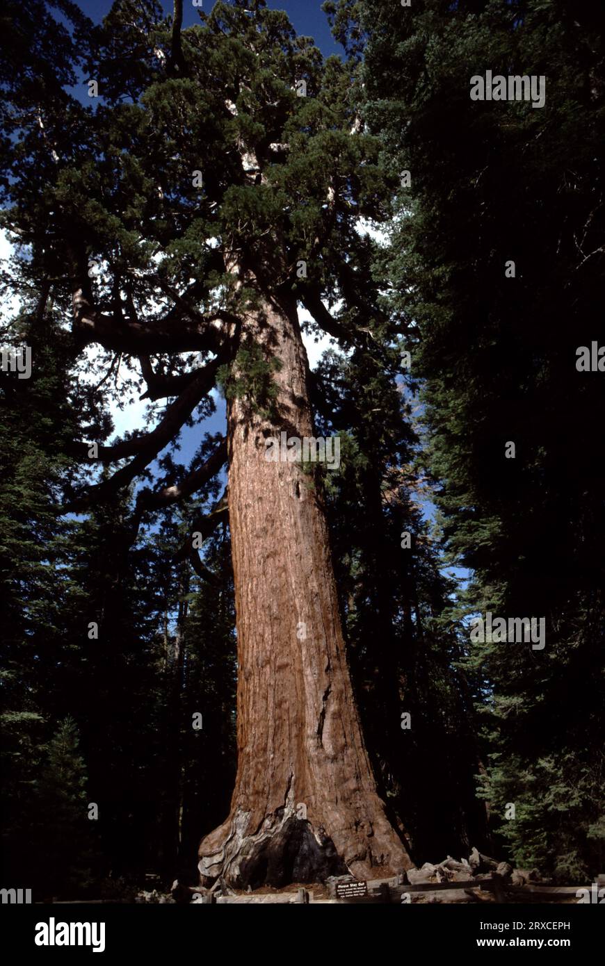 The Mariposa Grove of Giant Sequoia Trees, near Yosemite’s South ...