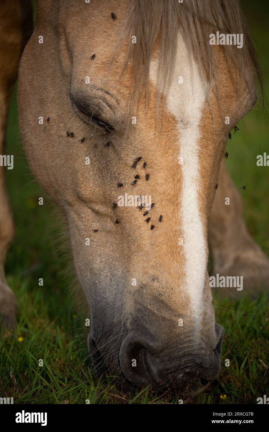 Flies land on and rest on a horses face around the eyes Stock Photo - Alamy